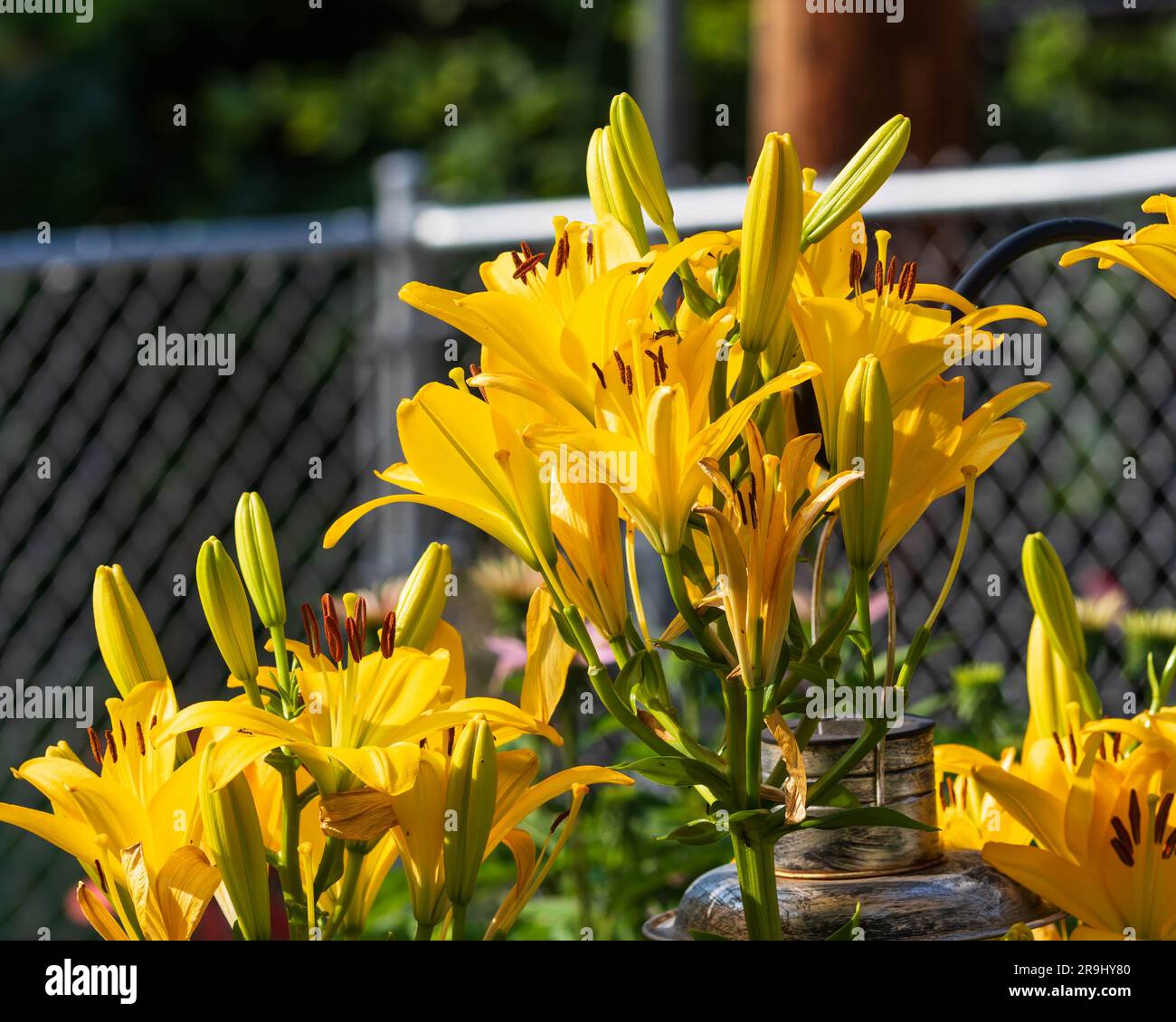 cluster of yellow lilies in the back garden in the morning light Stock ...