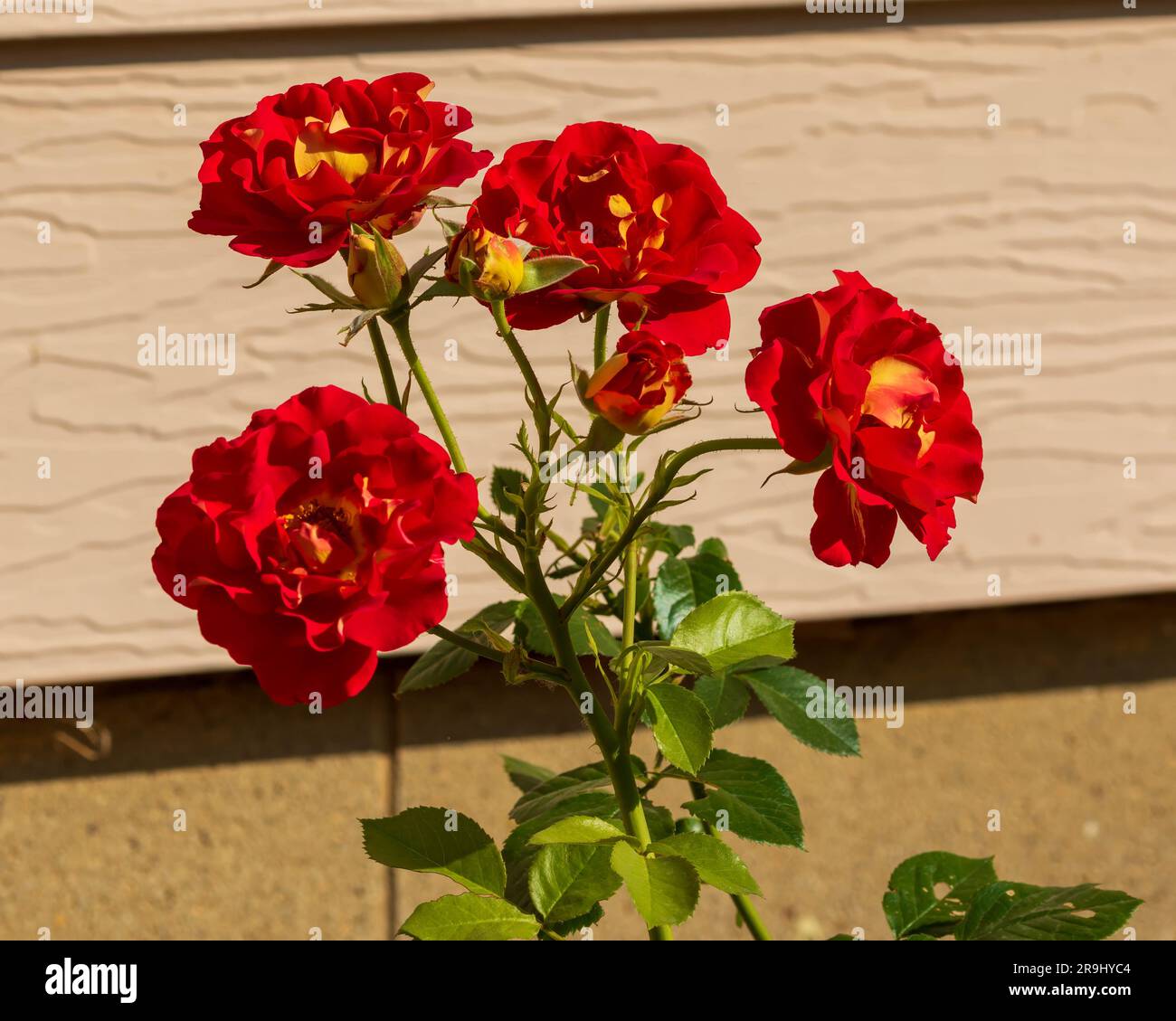 another bloom to open on the Ketchup and Mustard rose bush Stock Photo ...