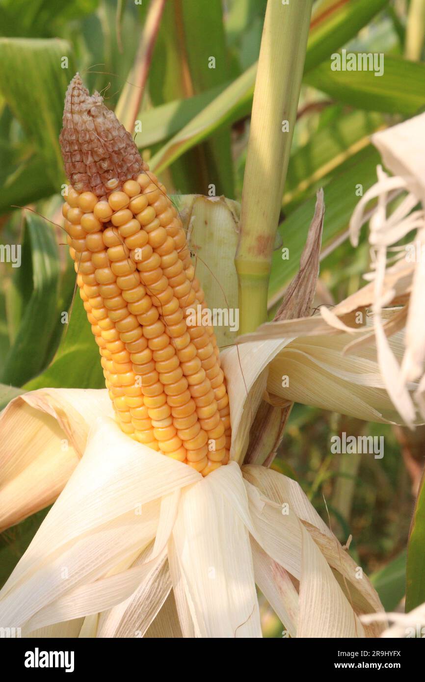 maize on tree in farm for harvest are cash crops Stock Photo - Alamy