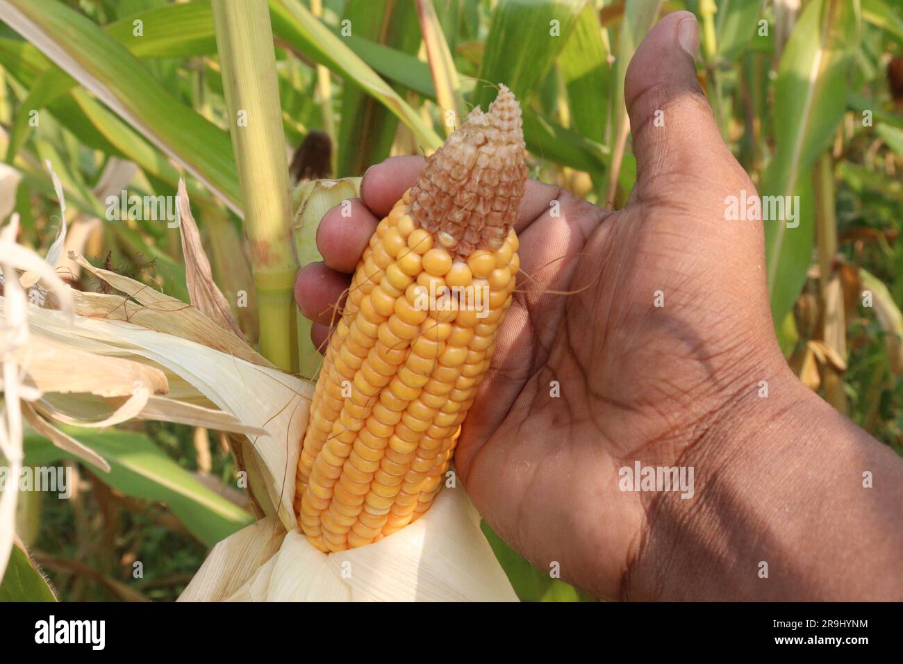 maize on tree in farm for harvest are cash crops Stock Photo - Alamy