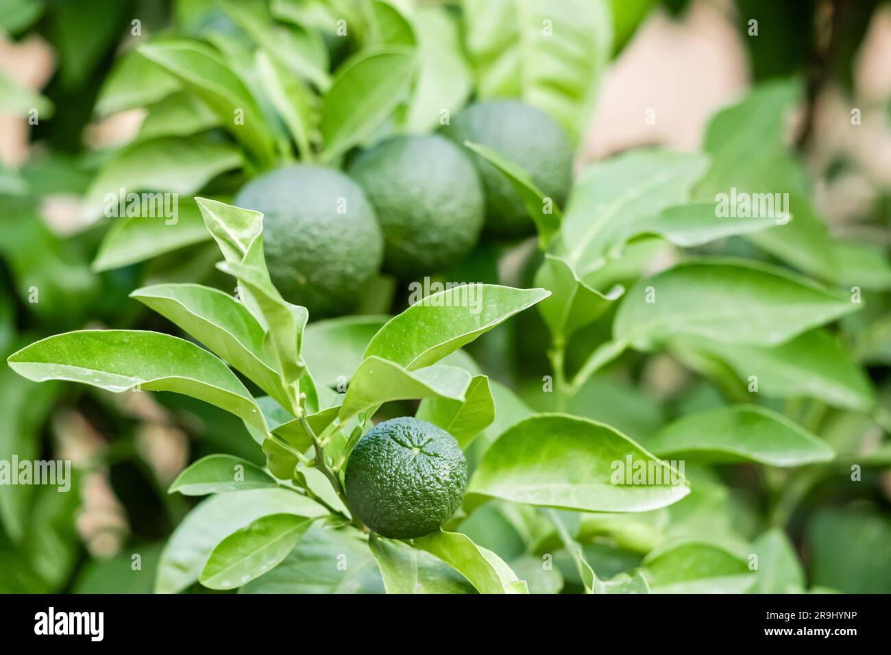 Unripe oranges on tree hi-res stock photography and images - Alamy