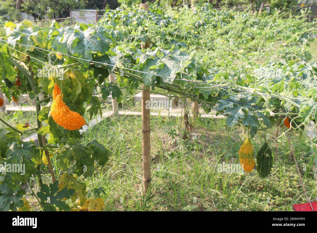 Bitter melon on tree in the firm for harvest are cash crops Stock Photo ...