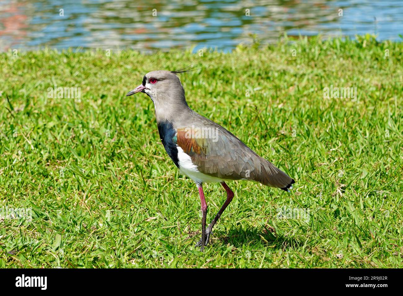 Southern lapwing (Vanellus chilensis) on grass in a Curitiba park in ...