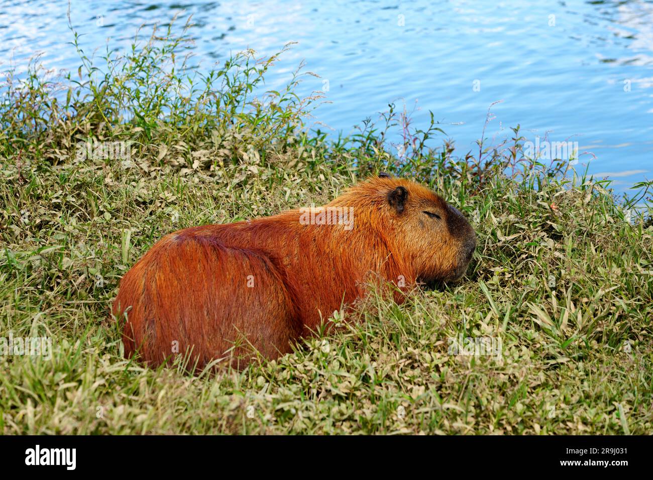 Close-up of Capybara peacefully sleeping on the grass by the lake Stock ...