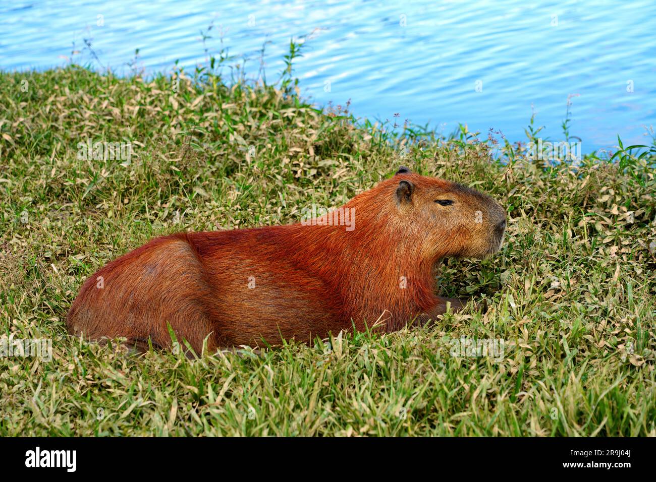 Capybara chilling peaceful lying by the lake Stock Photo - Alamy