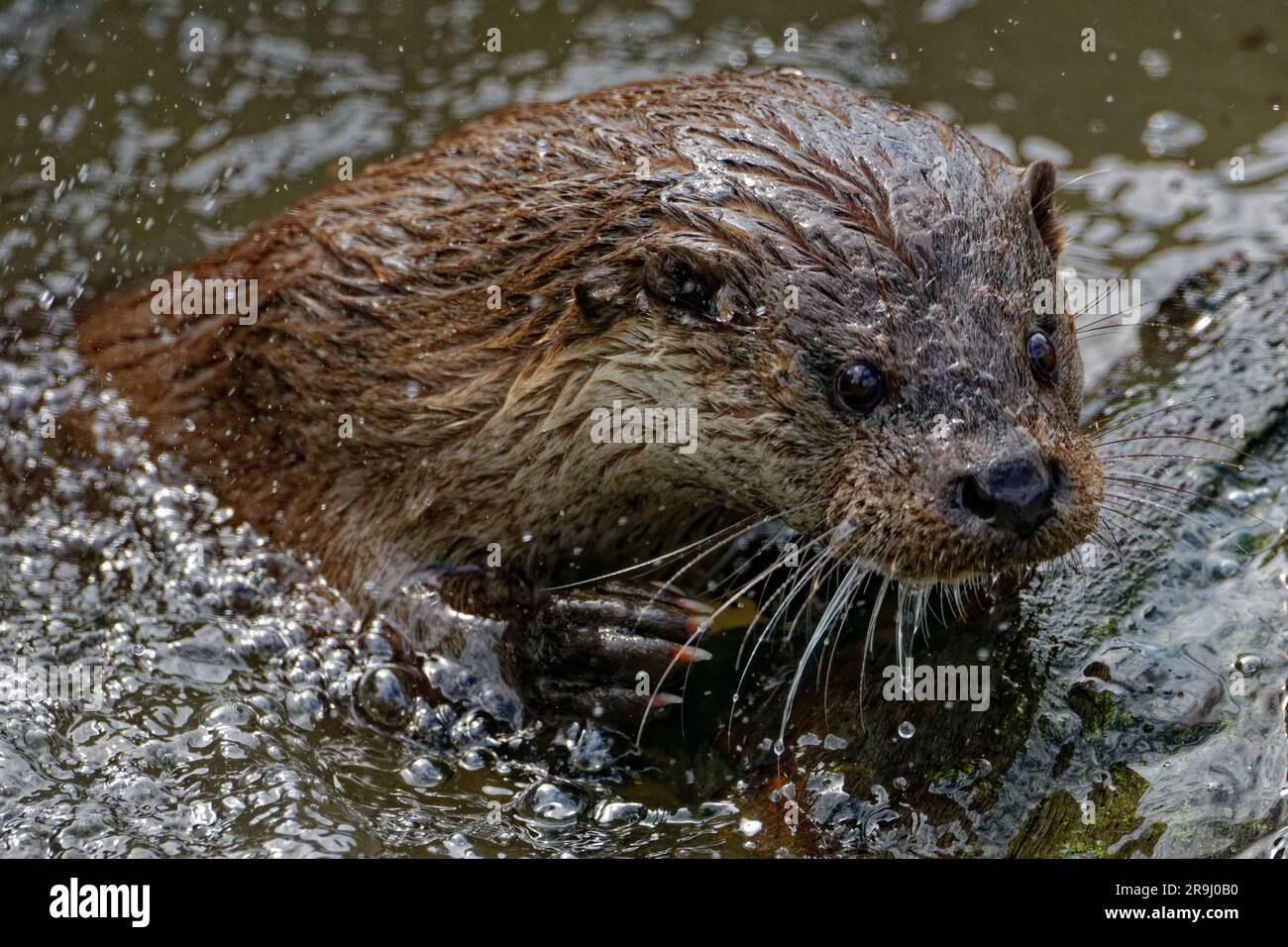 Eurasian Otter (Lutra lutra) Adult male swimming amongst water spray ...