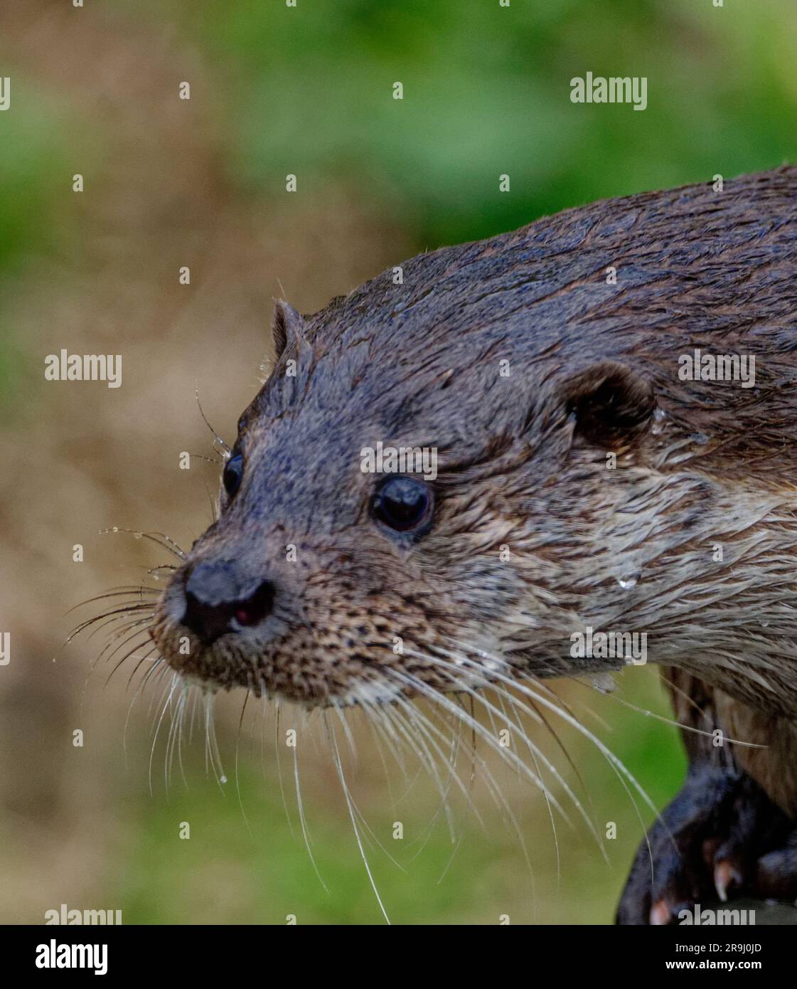 Otter rescue hi-res stock photography and images - Alamy