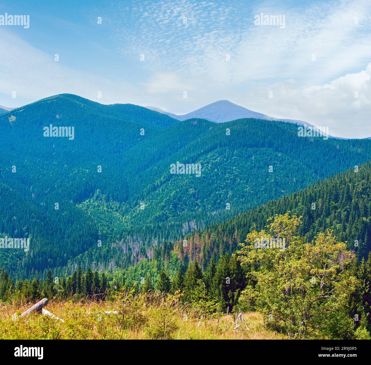 Summer misty mountain landscape with fir forest (Goverla Mount behind ...