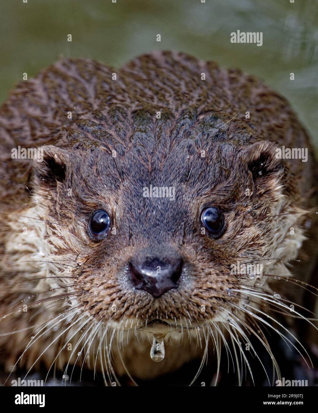 Eurasian Otter (Lutra lutra) Adult with wet fur looking Stock Photo - Alamy