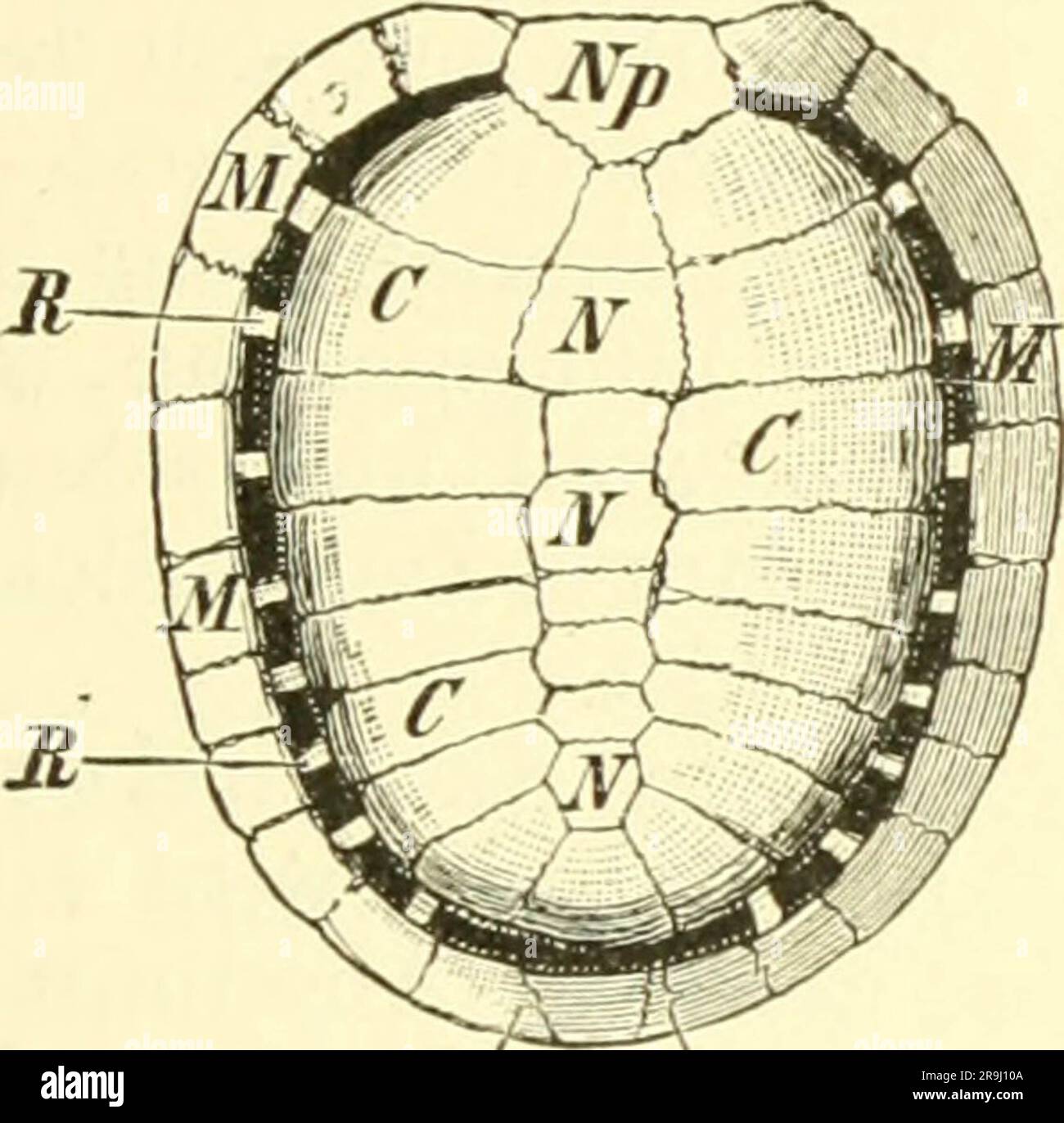 Wirbeltiere anatomie hi-res stock photography and images - Alamy