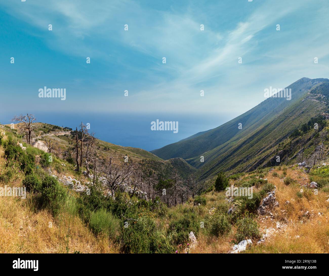 Summer Llogara pass view with dry trees and thistle on slope (Albania ...