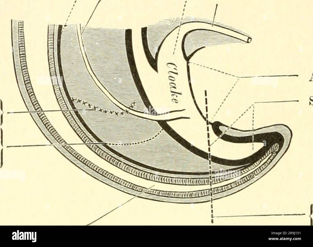 Wirbeltiere anatomie hi-res stock photography and images - Alamy