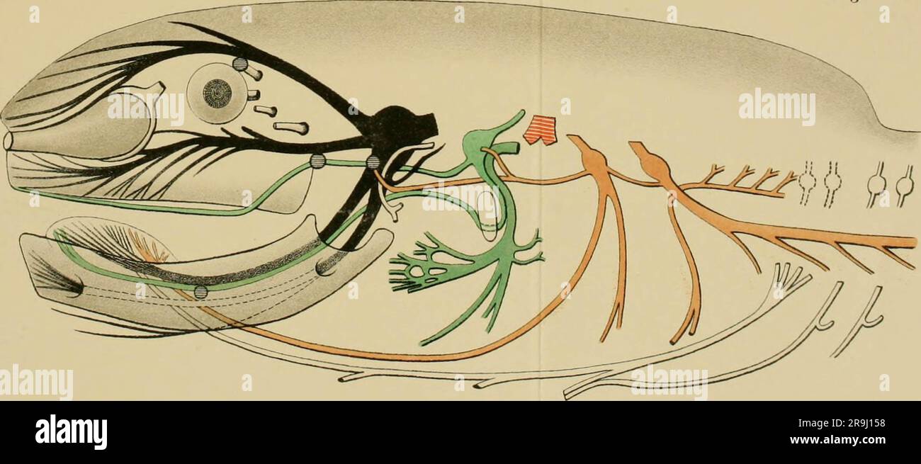 Wirbeltiere anatomie hi-res stock photography and images - Alamy