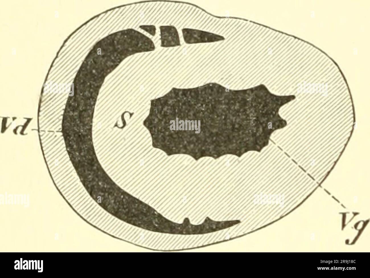 Wirbeltiere anatomie hi-res stock photography and images - Alamy