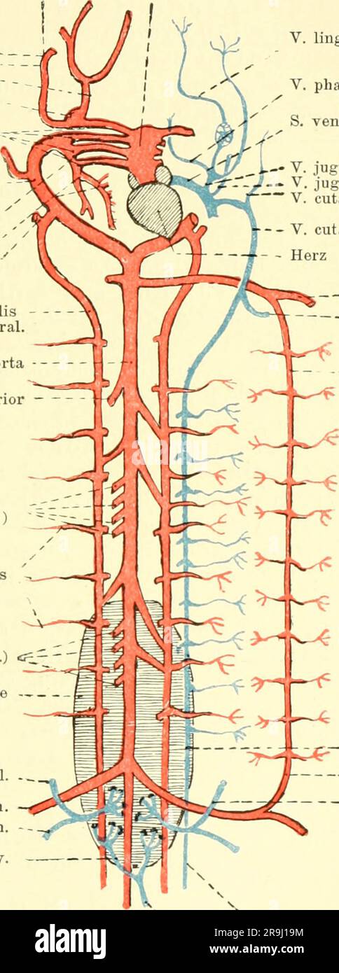 Wirbeltiere anatomie hi-res stock photography and images - Alamy