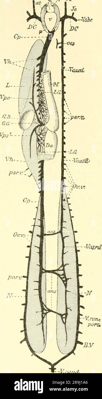 Wirbeltiere anatomie hi-res stock photography and images - Alamy