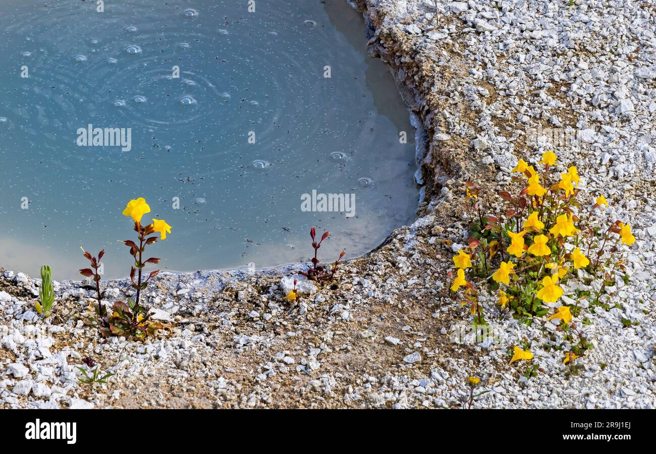 Seep monkeyflowers hi-res stock photography and images - Alamy