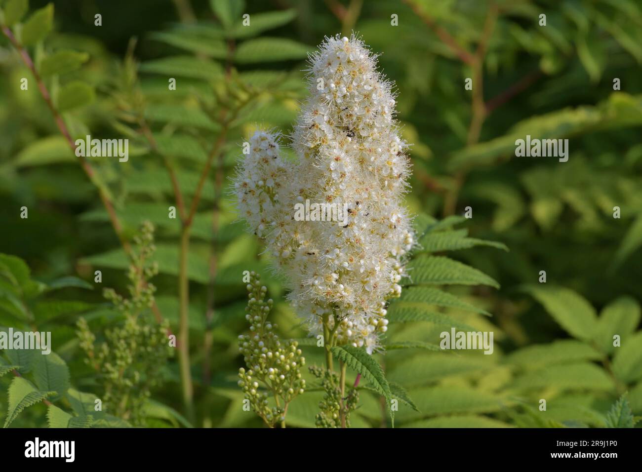 Sorbaria sorbifolia - Fieldfare blooms profusely in summer Stock Photo ...