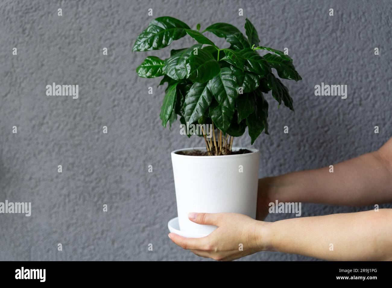 A woman holds a pot with a growing young coffee tree grown at home in ...