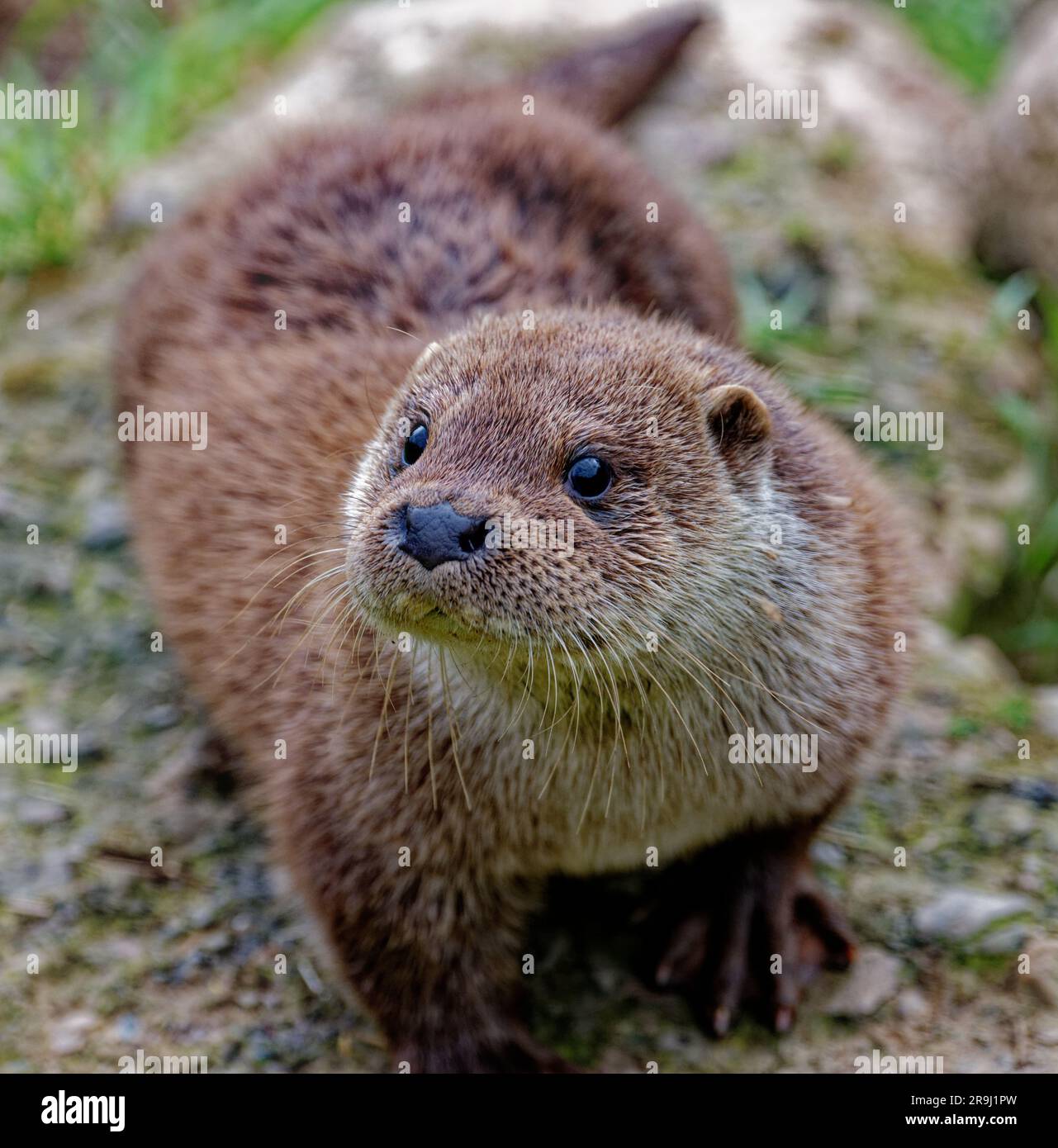 British otter cute lutra hi-res stock photography and images - Alamy