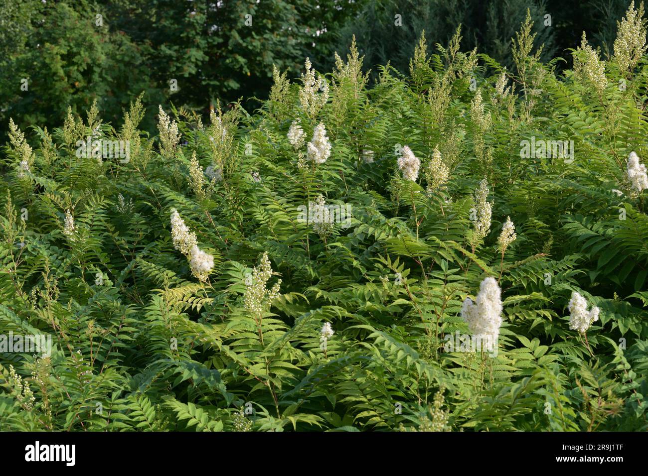 Sorbaria sorbifolia - Fieldfare blooms profusely in summer Stock Photo ...
