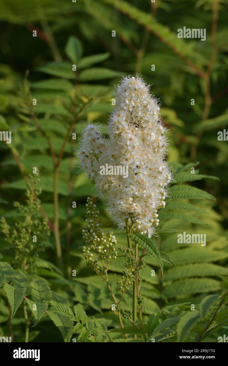 Sorbaria sorbifolia - Fieldfare blooms profusely in summer Stock Photo ...