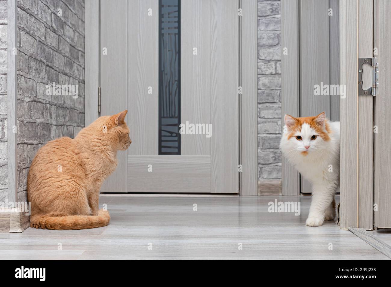 domestic cat comes out of the corner. two cats in the house Stock Photo ...