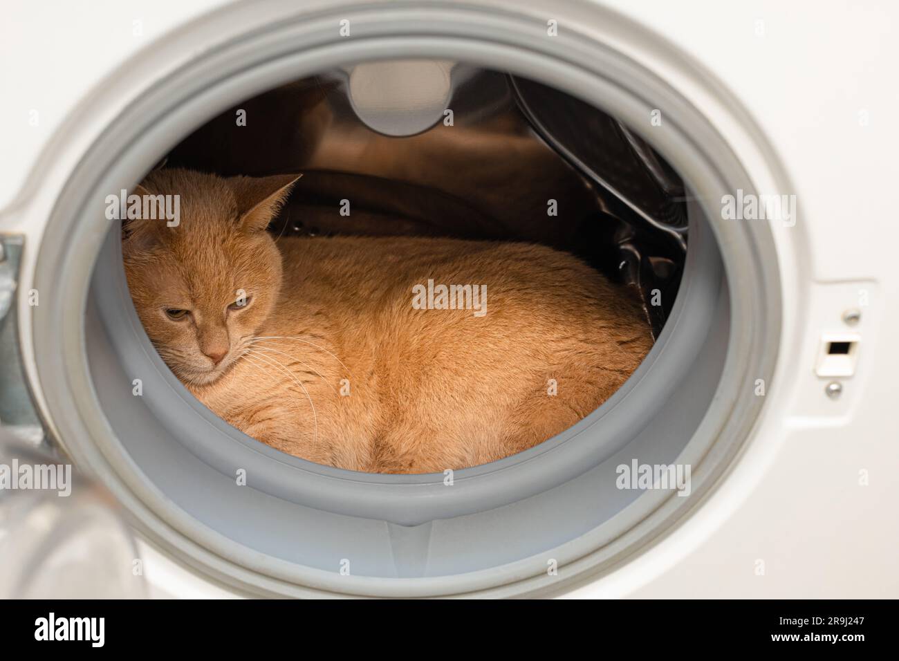 domestic cat lies in the tank of the washing machine. the cat got into ...