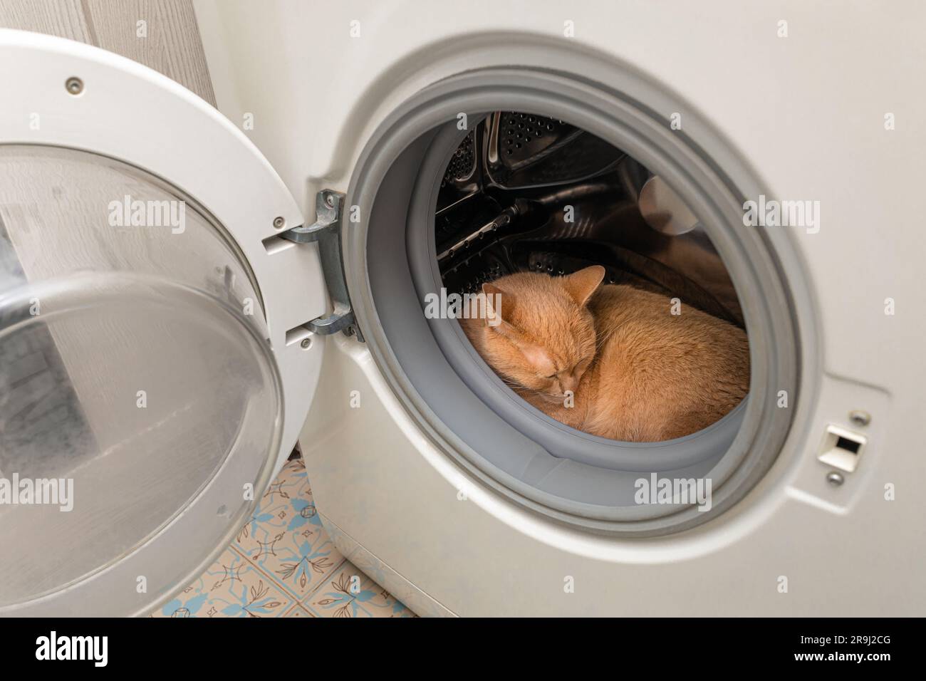domestic cat lies in the tank of the washing machine. the cat got into ...