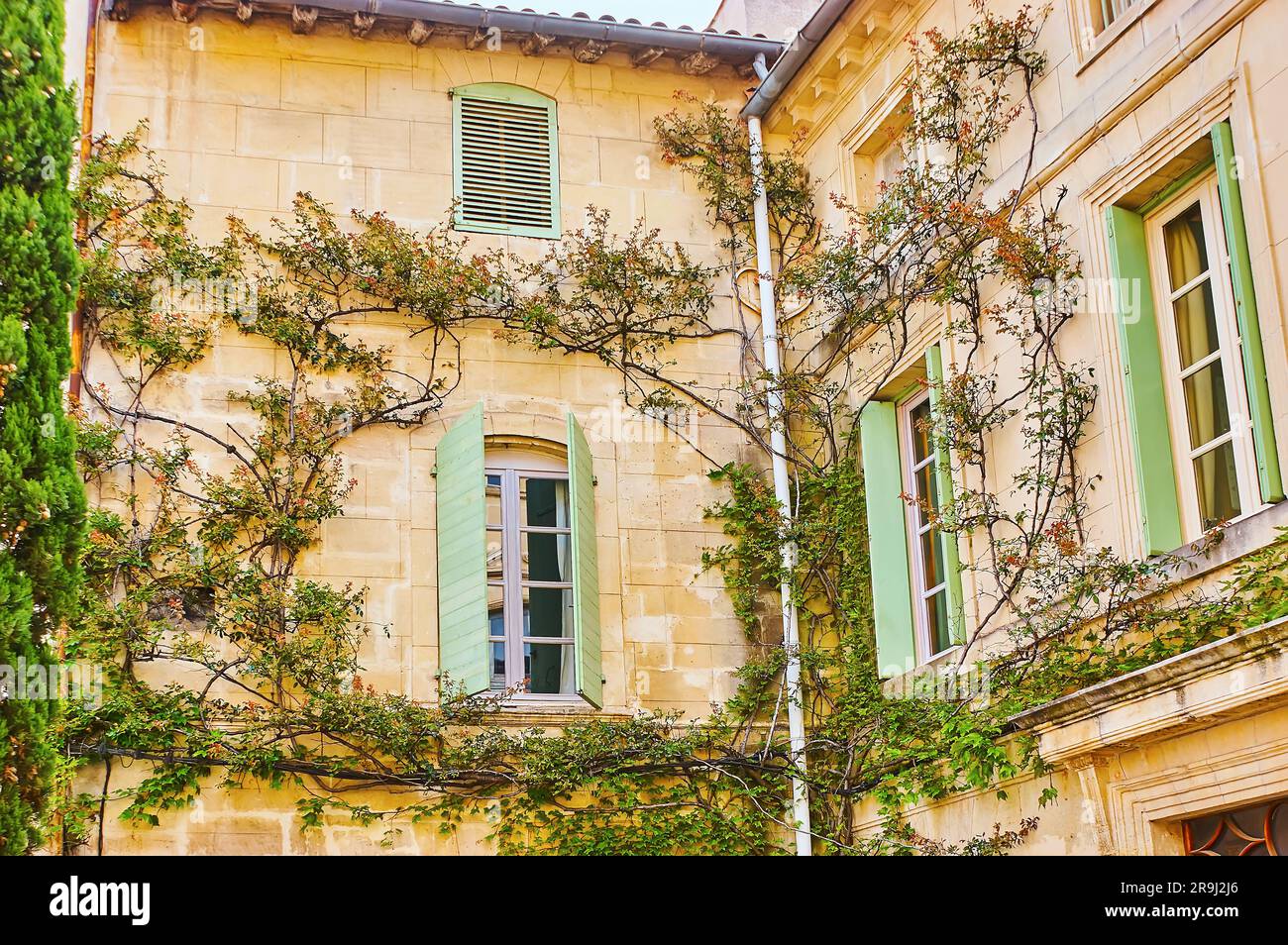 The vintage stone mansion with wooden shutters on windows and twisted grape vines and roses ...