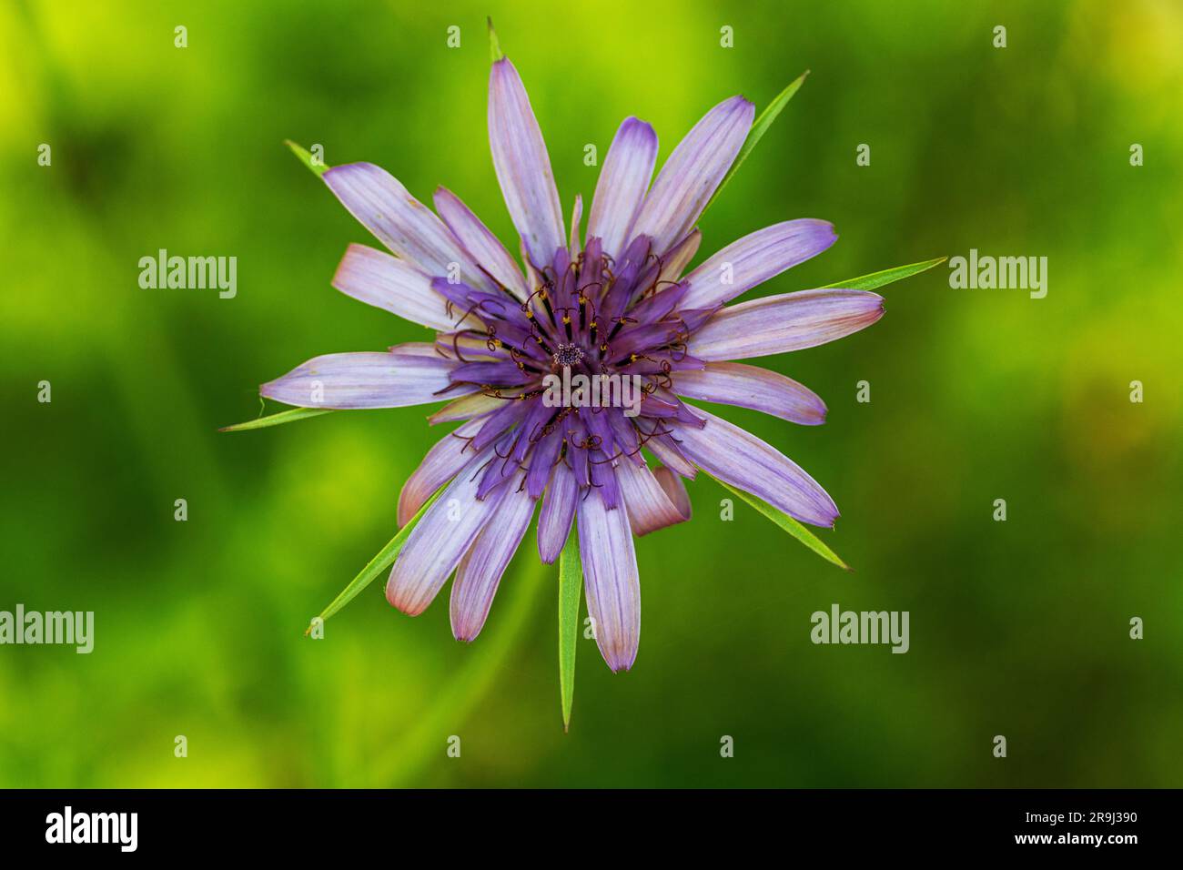 Pelargonium tomentosum hi-res stock photography and images - Alamy