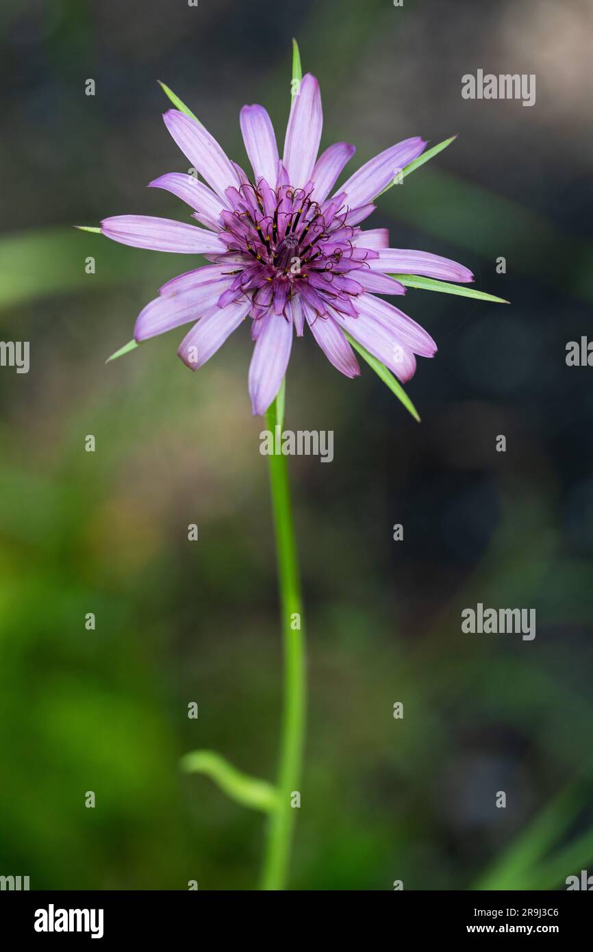 Pelargonium tomentosum hi-res stock photography and images - Alamy