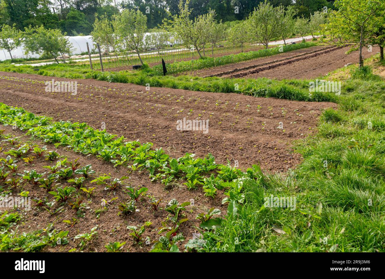 Henri’s Field growing area, Schumacher College, Dartington Hall estate ...