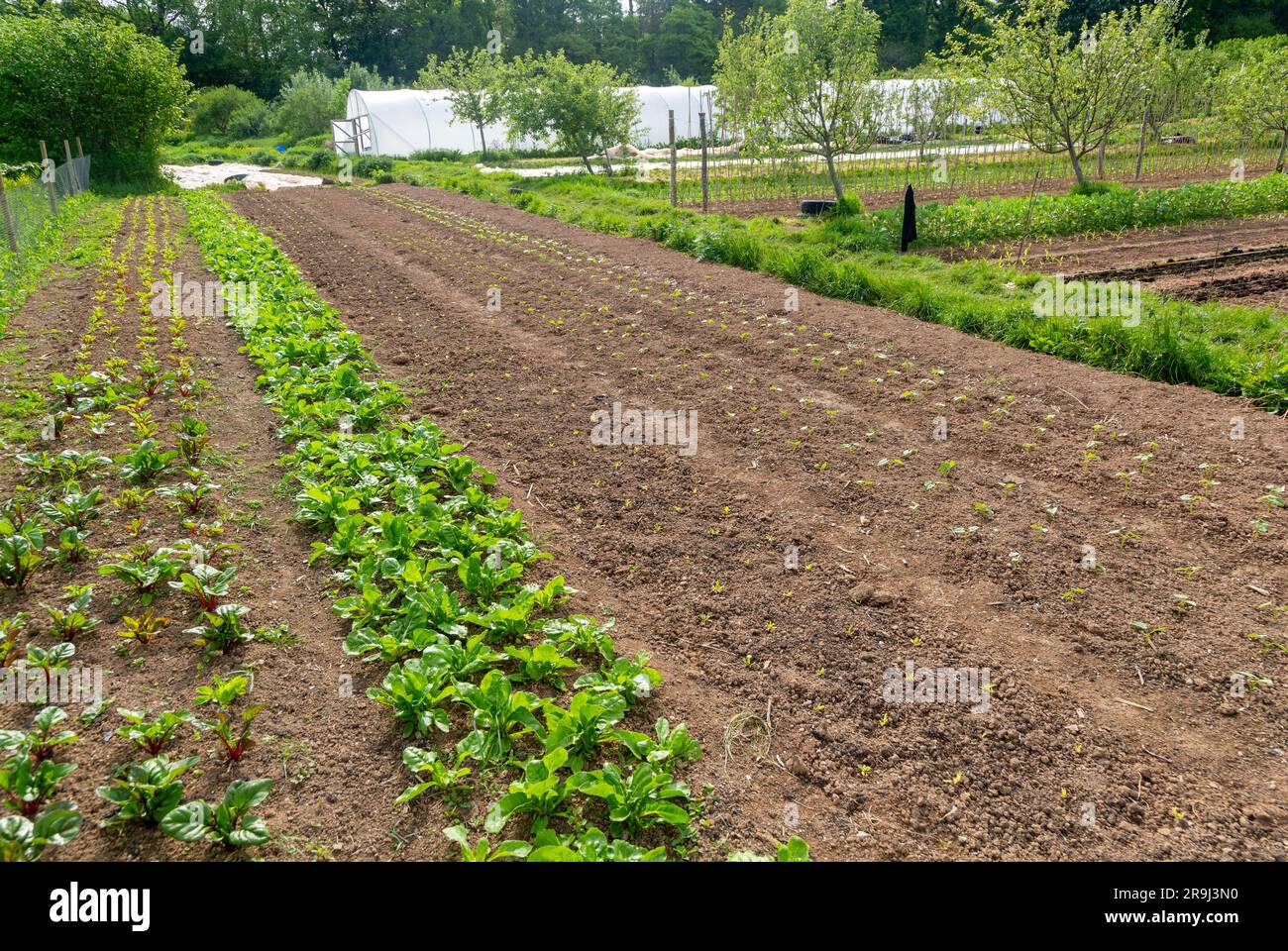 Henri’s Field growing area, Schumacher College, Dartington Hall estate ...