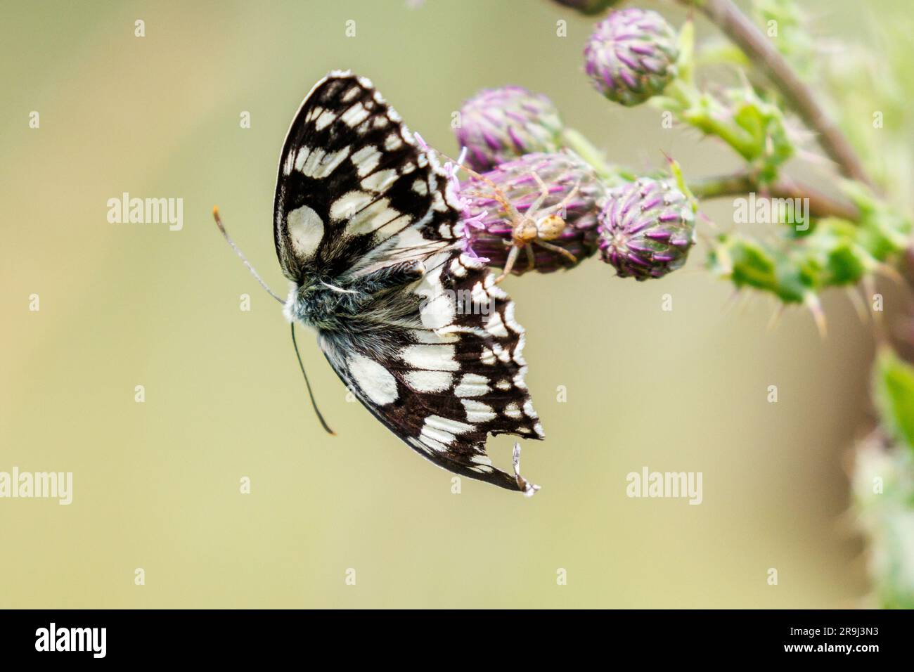 Marbled white butterfly uk hi-res stock photography and images - Alamy