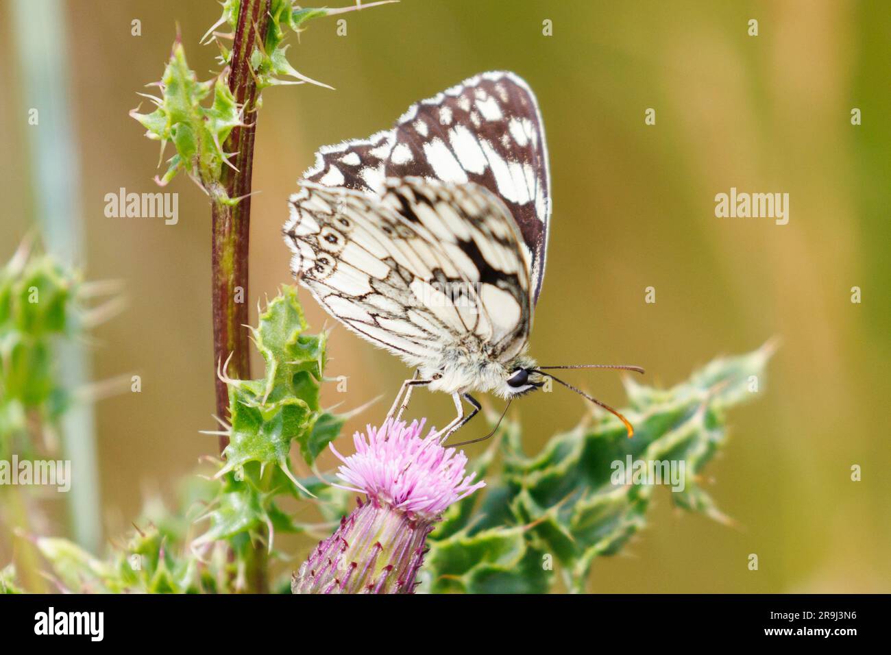 Marbled white butterfly, Melanargia galathea, Sussex, UK Stock Photo ...