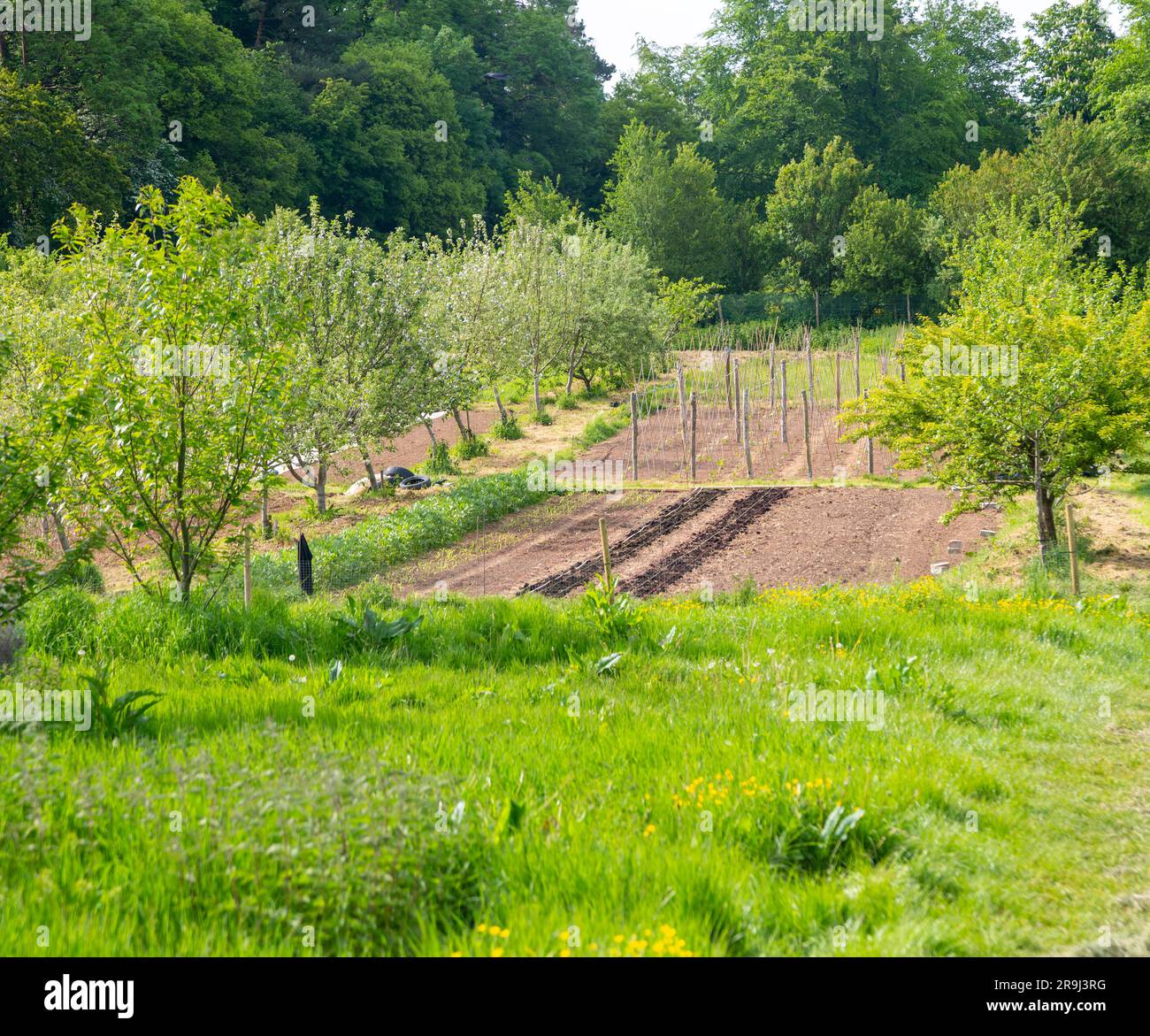 Henri’s Field growing area, Schumacher College, Dartington Hall estate ...