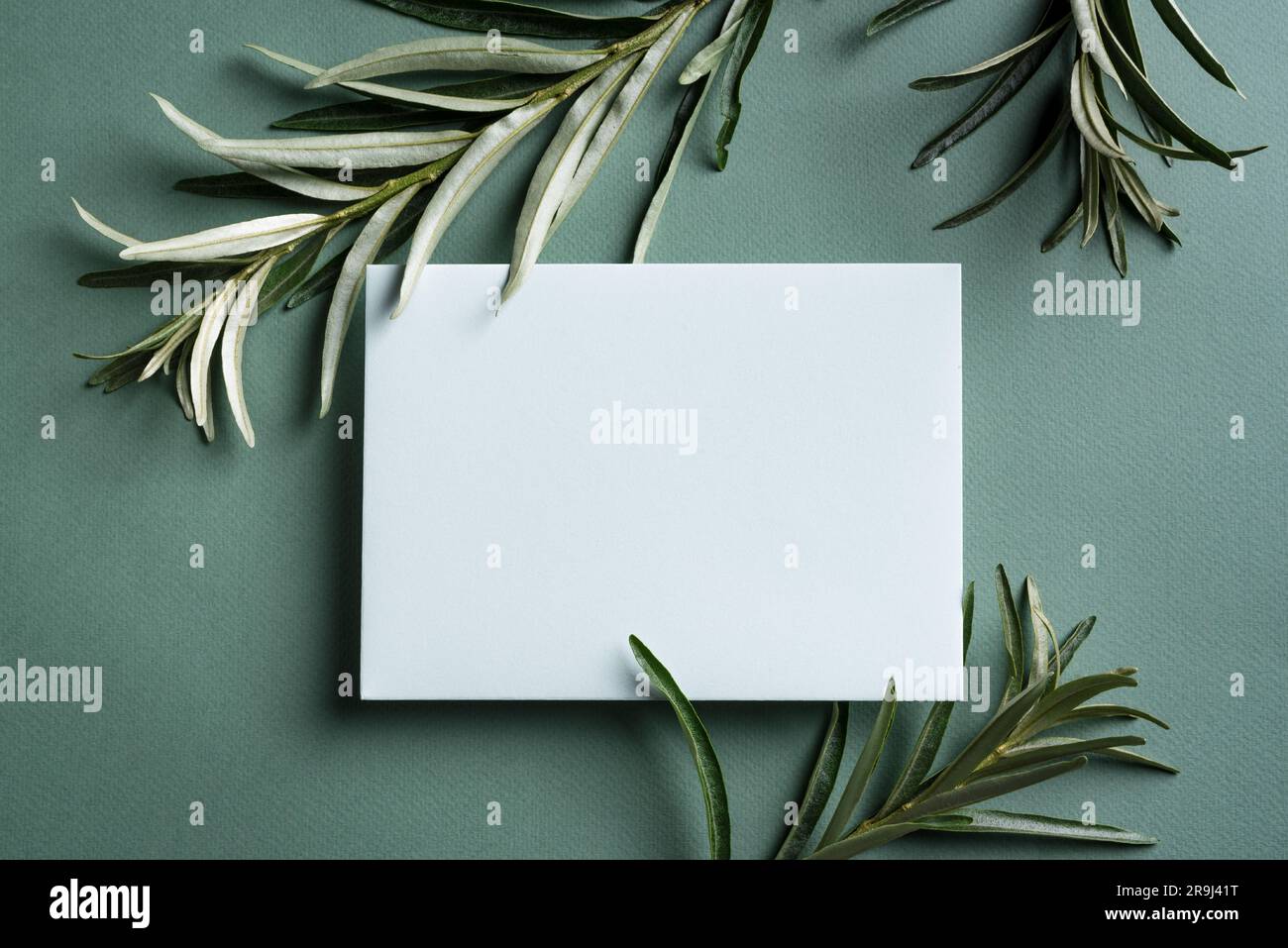 Greeting or invitation blank card and green eucalyptus plant leaves on ...