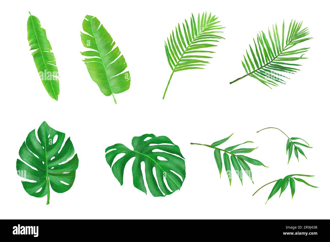 Tropical background hand-painted leaves vector Stock Vector Image & Art ...