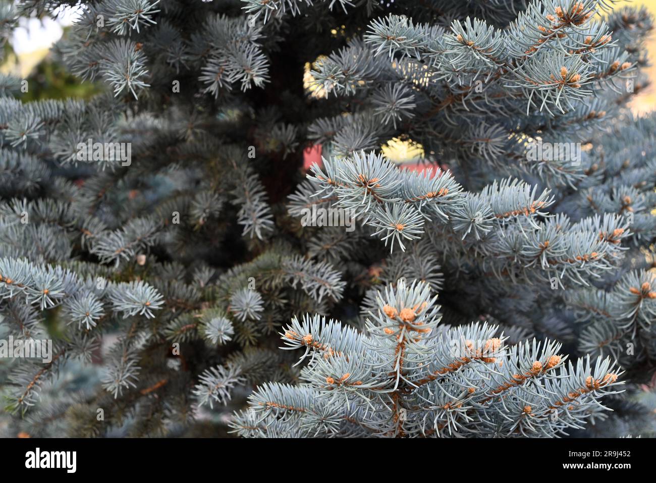 Blue pine needles hi-res stock photography and images - Alamy