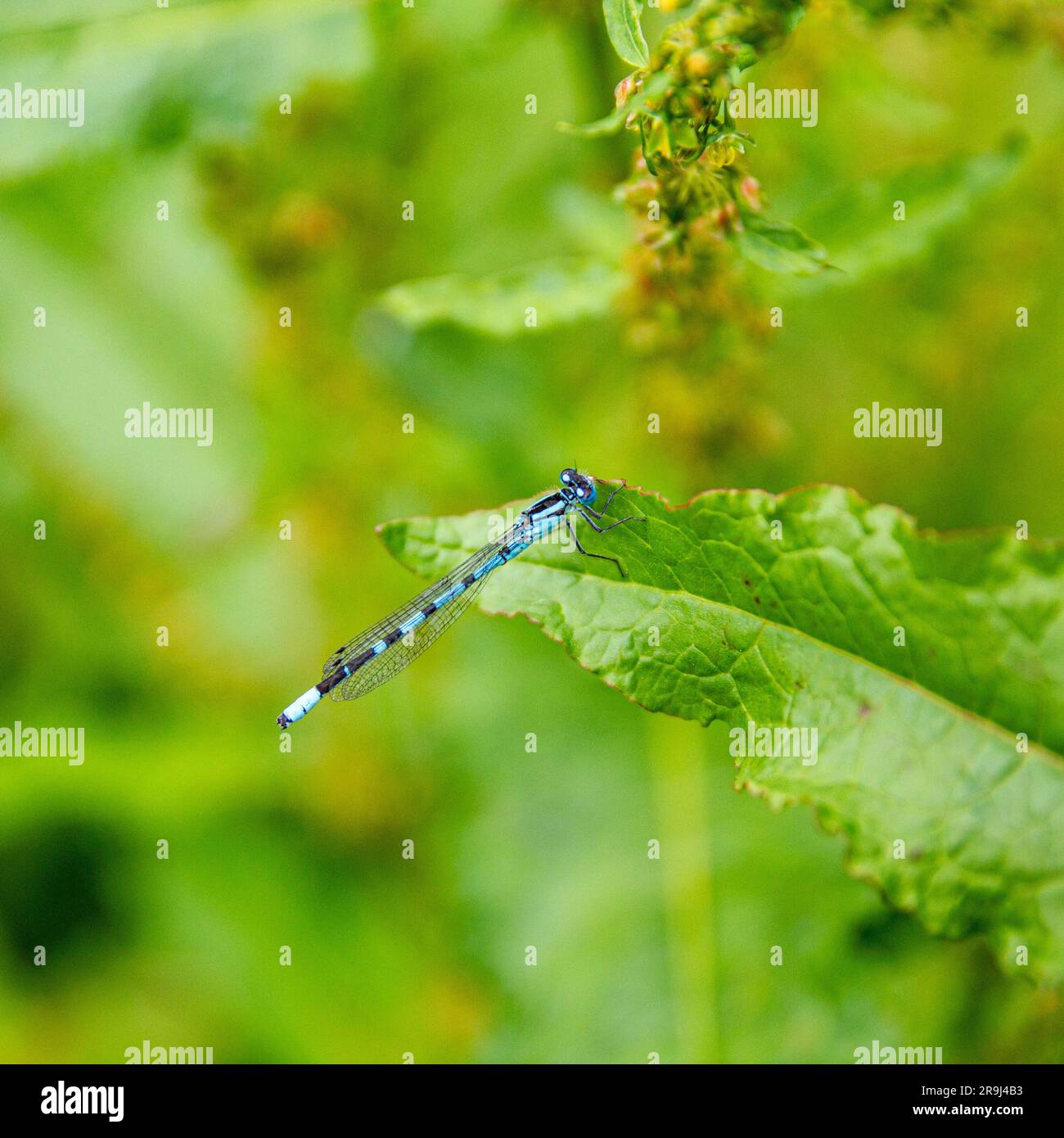 Clatto park dundee hi-res stock photography and images - Alamy
