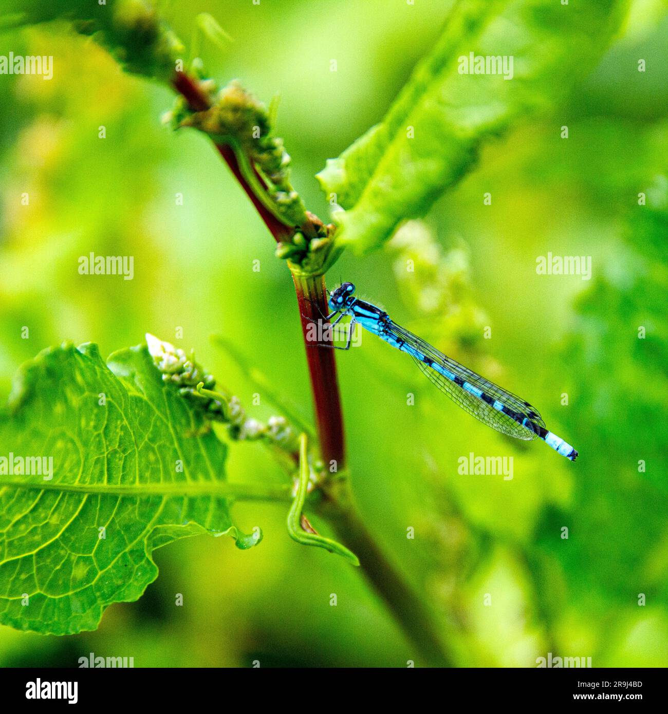 Clatto country park hi-res stock photography and images - Alamy