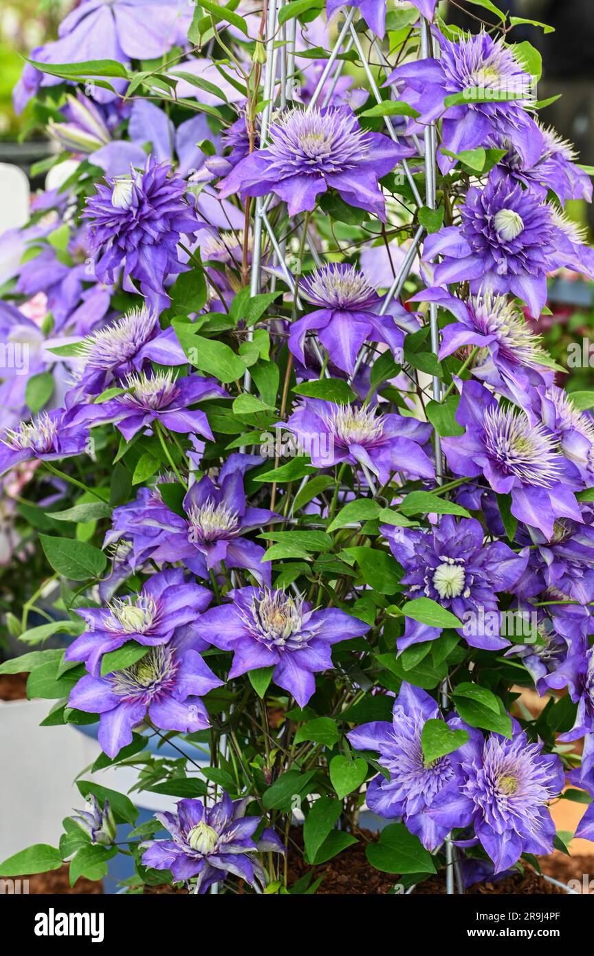 Clematis multi blue hi-res stock photography and images - Alamy