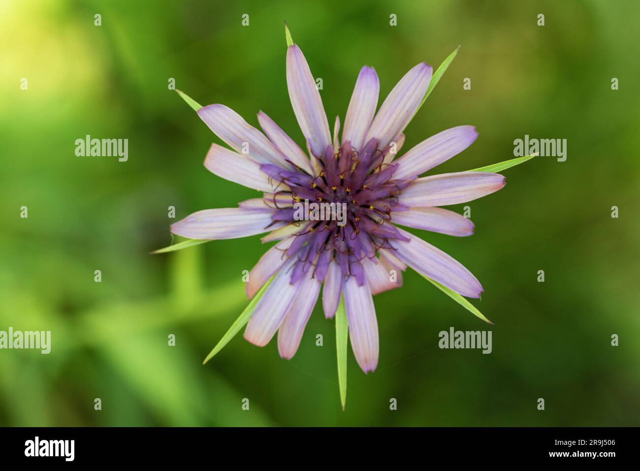 Pelargonium tomentosum hi-res stock photography and images - Alamy