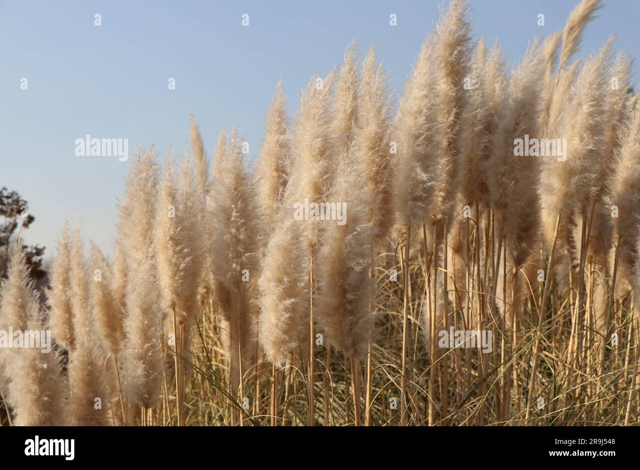Wheat reeds hi-res stock photography and images - Alamy