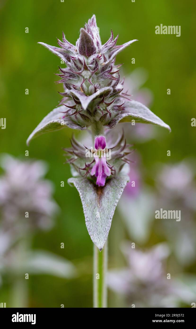 Stachys candida hi-res stock photography and images - Alamy