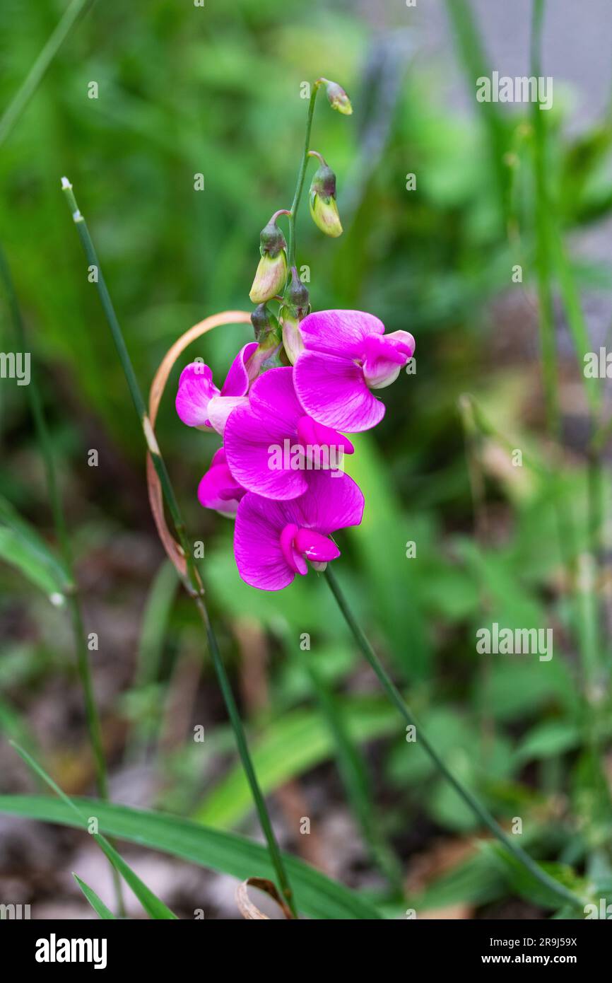 Wild pea in bloom hi-res stock photography and images - Alamy
