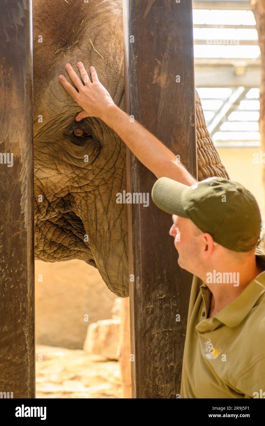 Magdeburg, Germany. 27th June, 2023. Stefan Gluch, animal keeper from ...