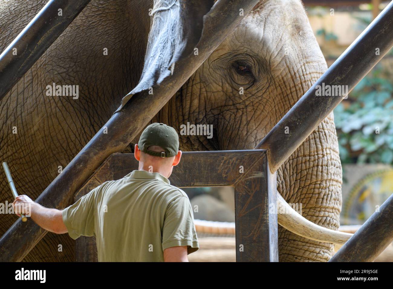 Magdeburg, Germany. 27th June, 2023. Stefan Gluch, animal keeper from ...
