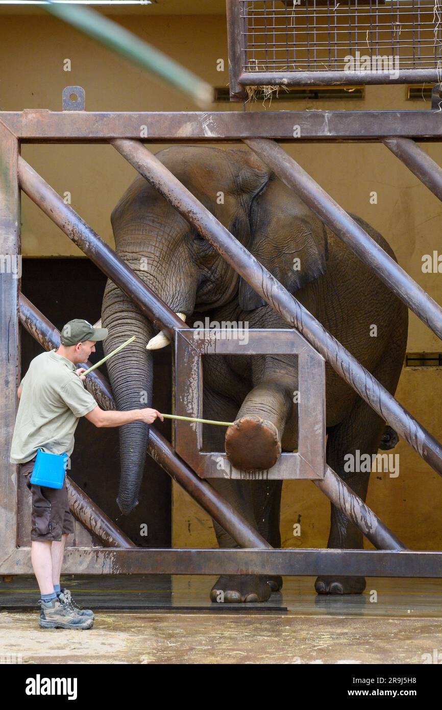 Magdeburg, Germany. 27th June, 2023. Stefan Gluch, animal keeper from ...